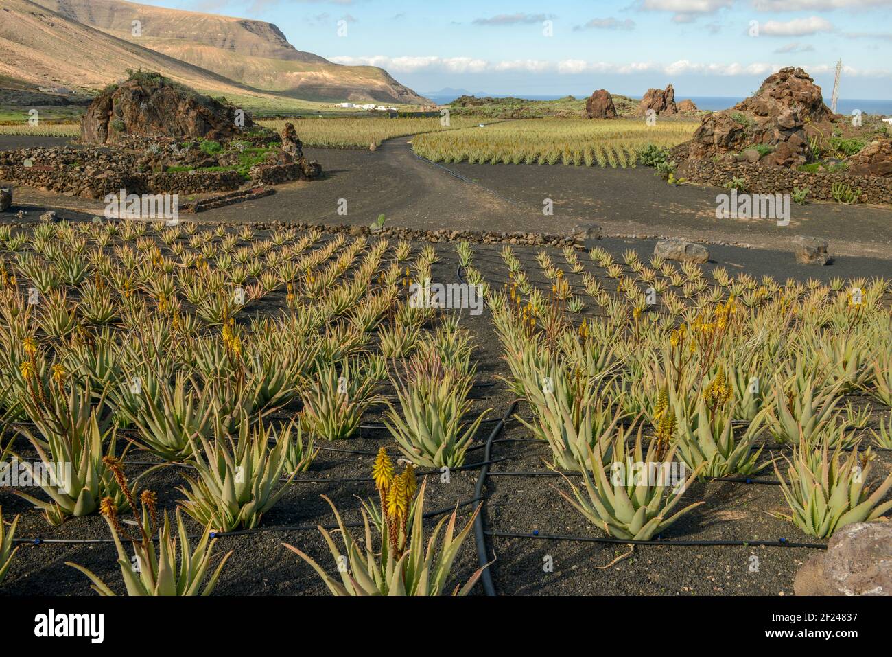 Aloe vera farm hi-res stock photography and images - Alamy