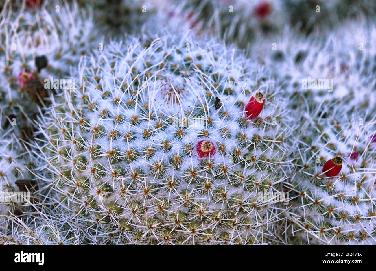 Mexico native plant hi-res stock photography and images - Alamy
