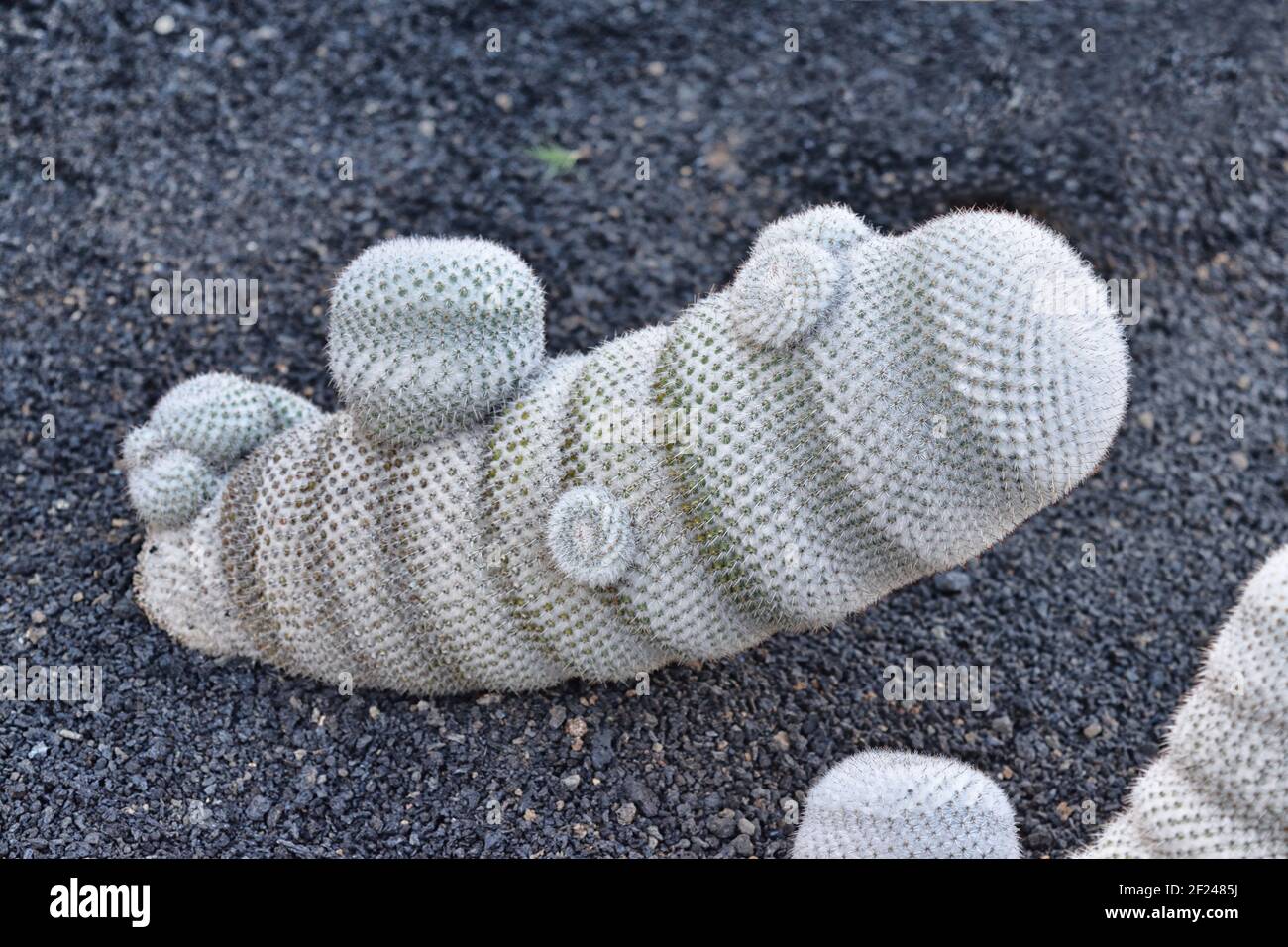 Swirl cactus hi-res stock photography and images - Alamy