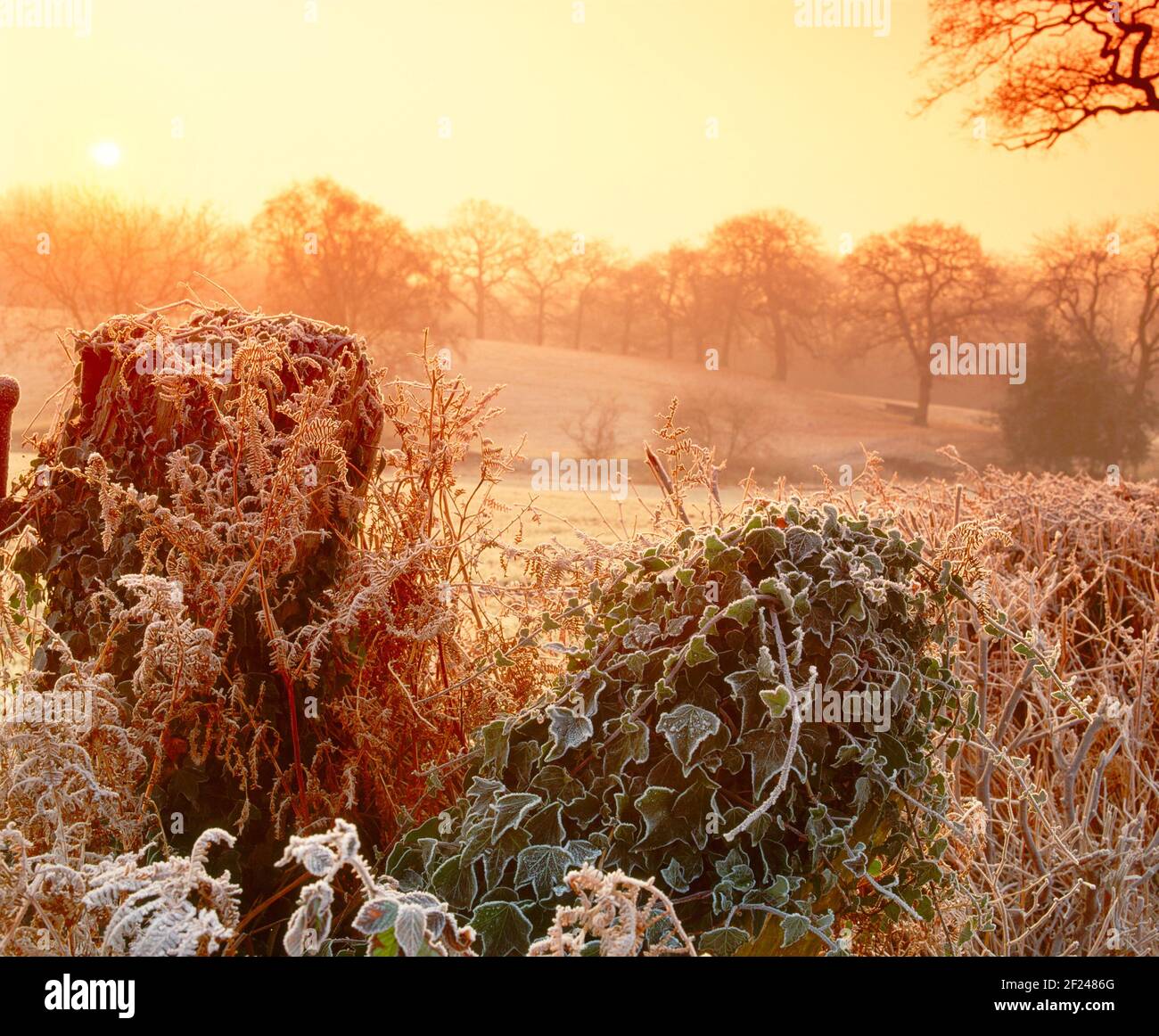 frosted rural scene Stock Photo - Alamy