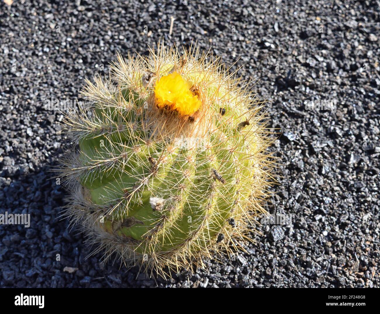 Native to Southern Bolivia (This species occurs in Argentina in Jujuy ...