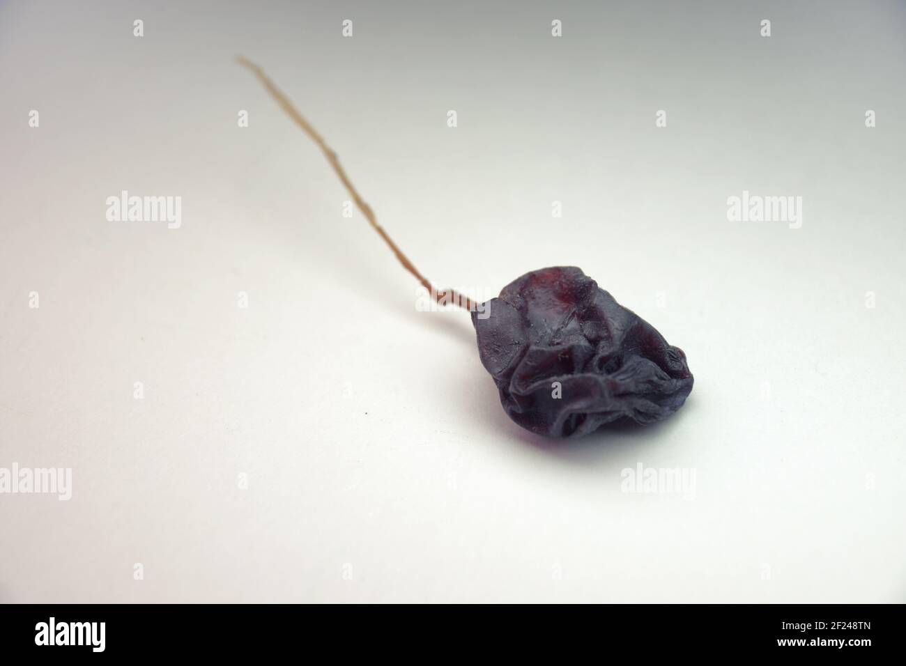 shriveled little red grape rotting on broken dry twig torn from bunch ...