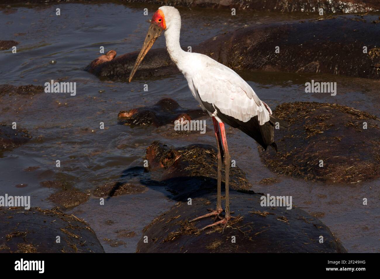 The Yellow-billed Stork employs several different hunting techniques ...