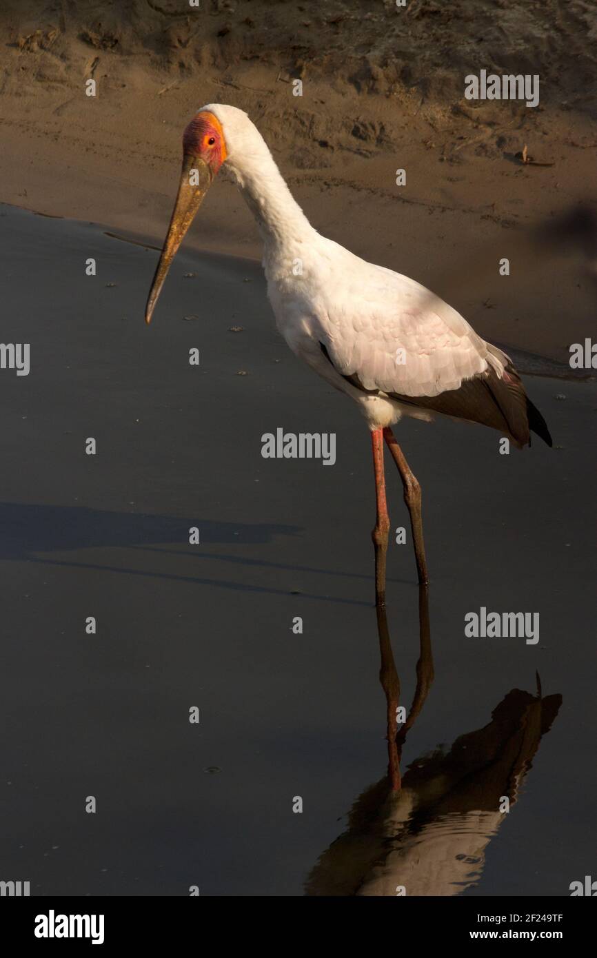 Breeding techniques hi-res stock photography and images - Alamy