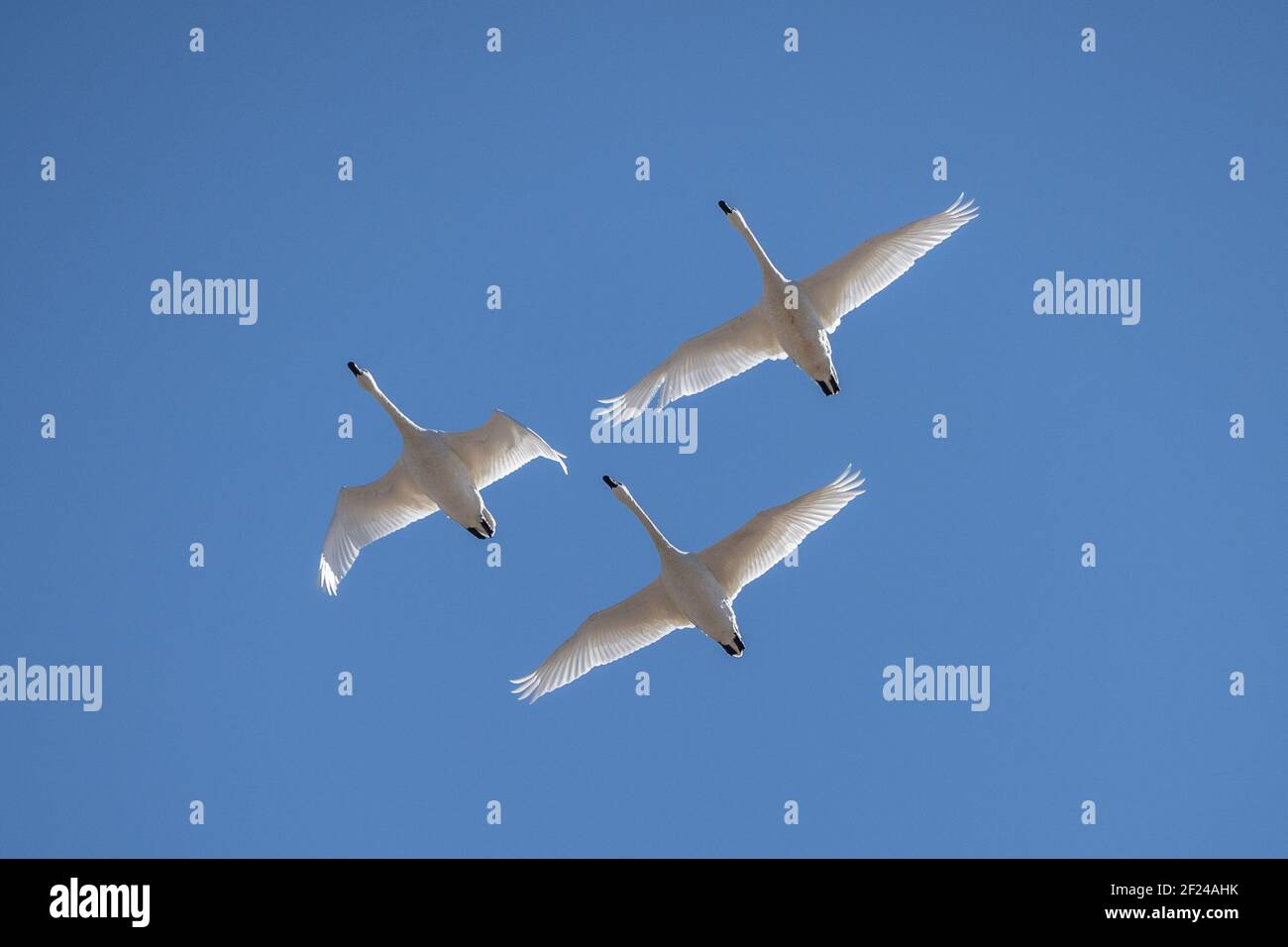 Tundra swans fly in formation near Middle Creek Wildlife Managment Area ...