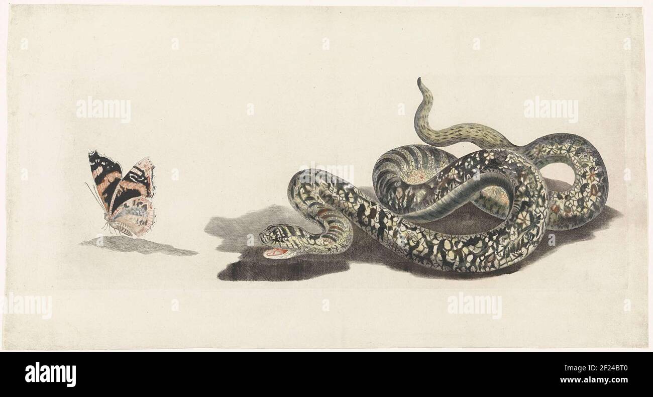 Snake butterfly hi-res stock photography and images - Alamy