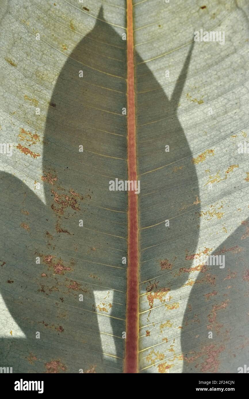 Natural green leaf, abstract background with shade and backlit. Shabby ...