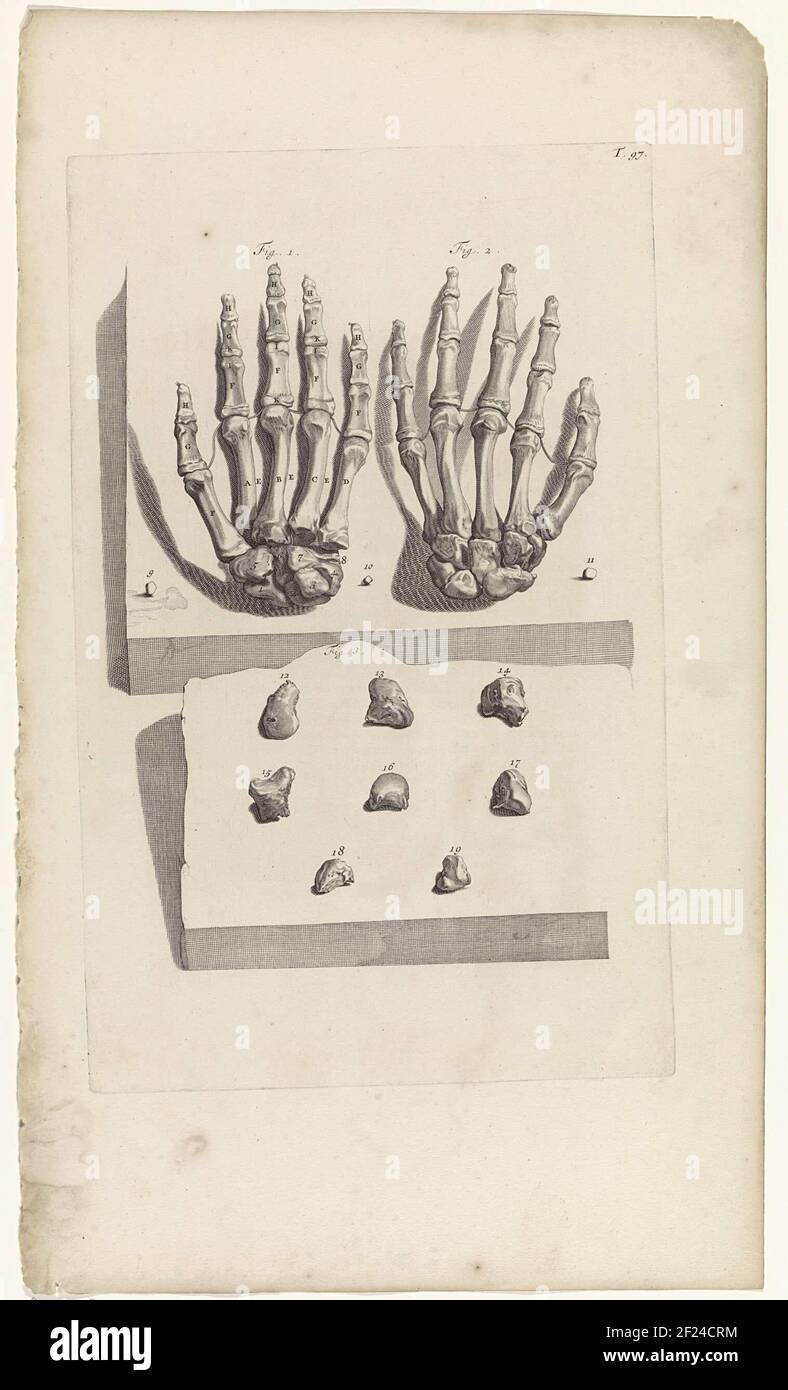 Anatomical study of the bones of the hands. At the top right numbered T ...