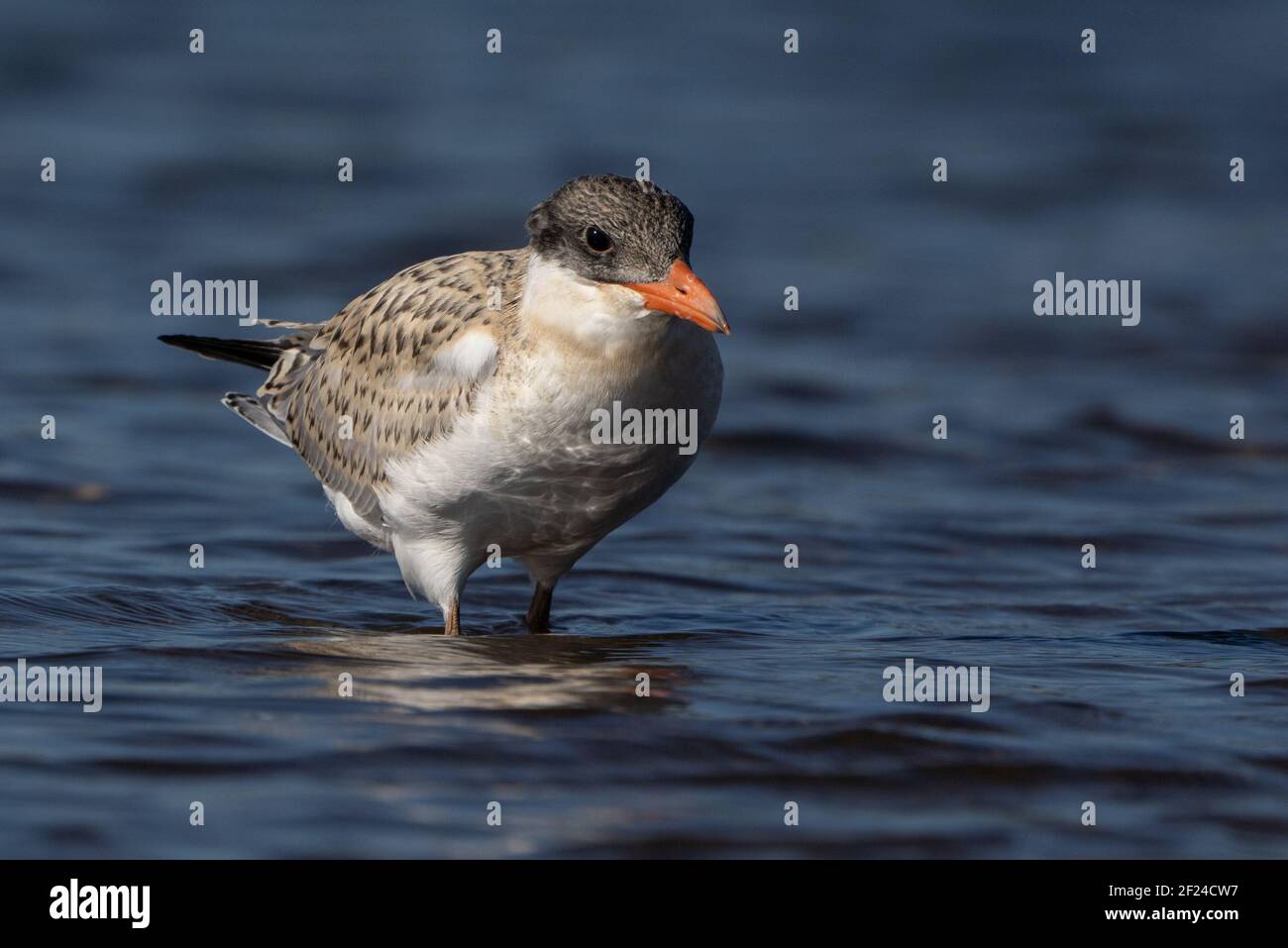 Seattle breeding colony hi-res stock photography and images - Alamy