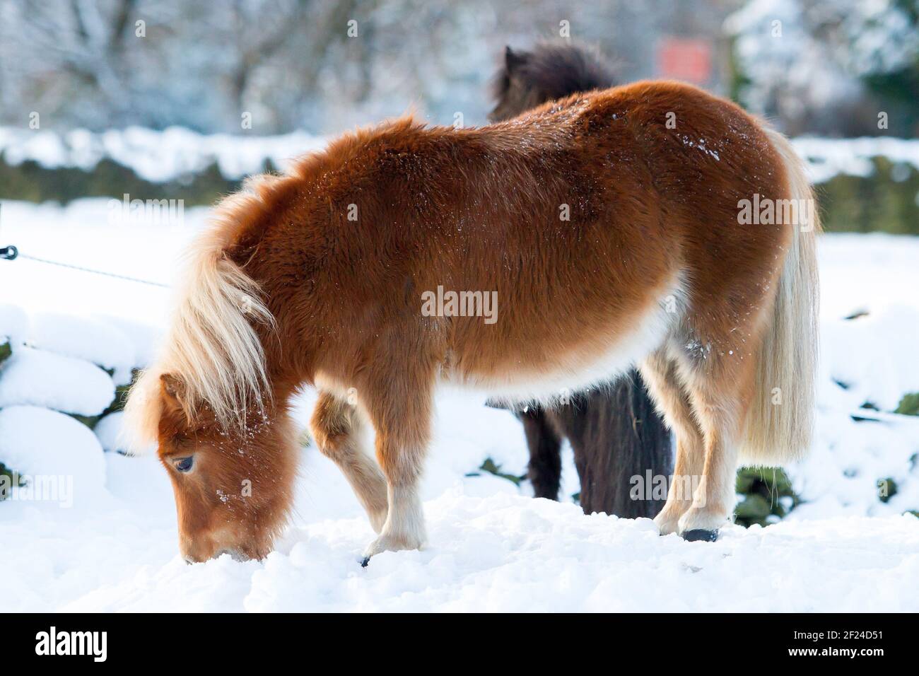 Short pony hi-res stock photography and images - Alamy