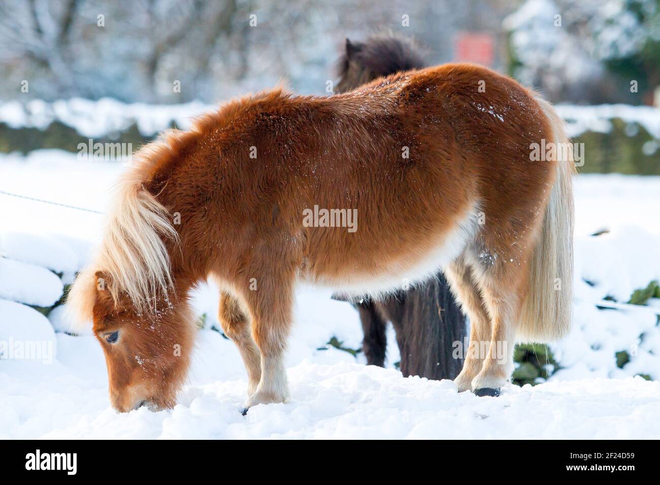 Hair in pony tail hi-res stock photography and images - Alamy