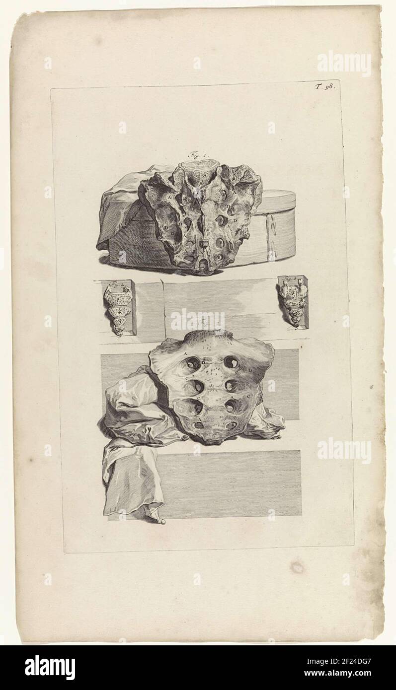 Anatomical study of the Holy Bone and the Tail Bone. At the top right ...