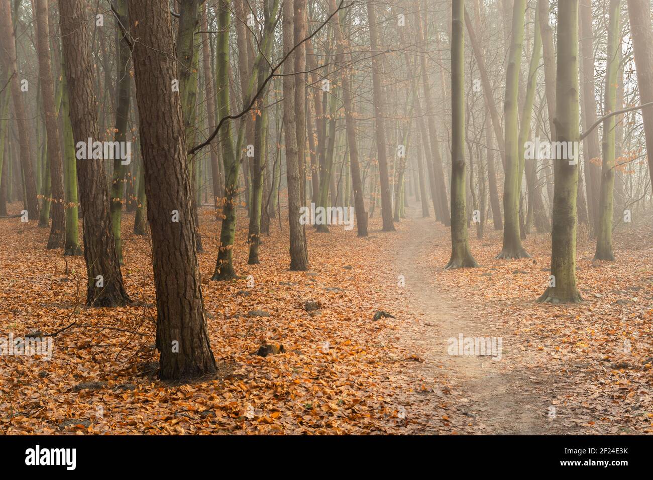 Misty autumn morning wood hi-res stock photography and images - Alamy