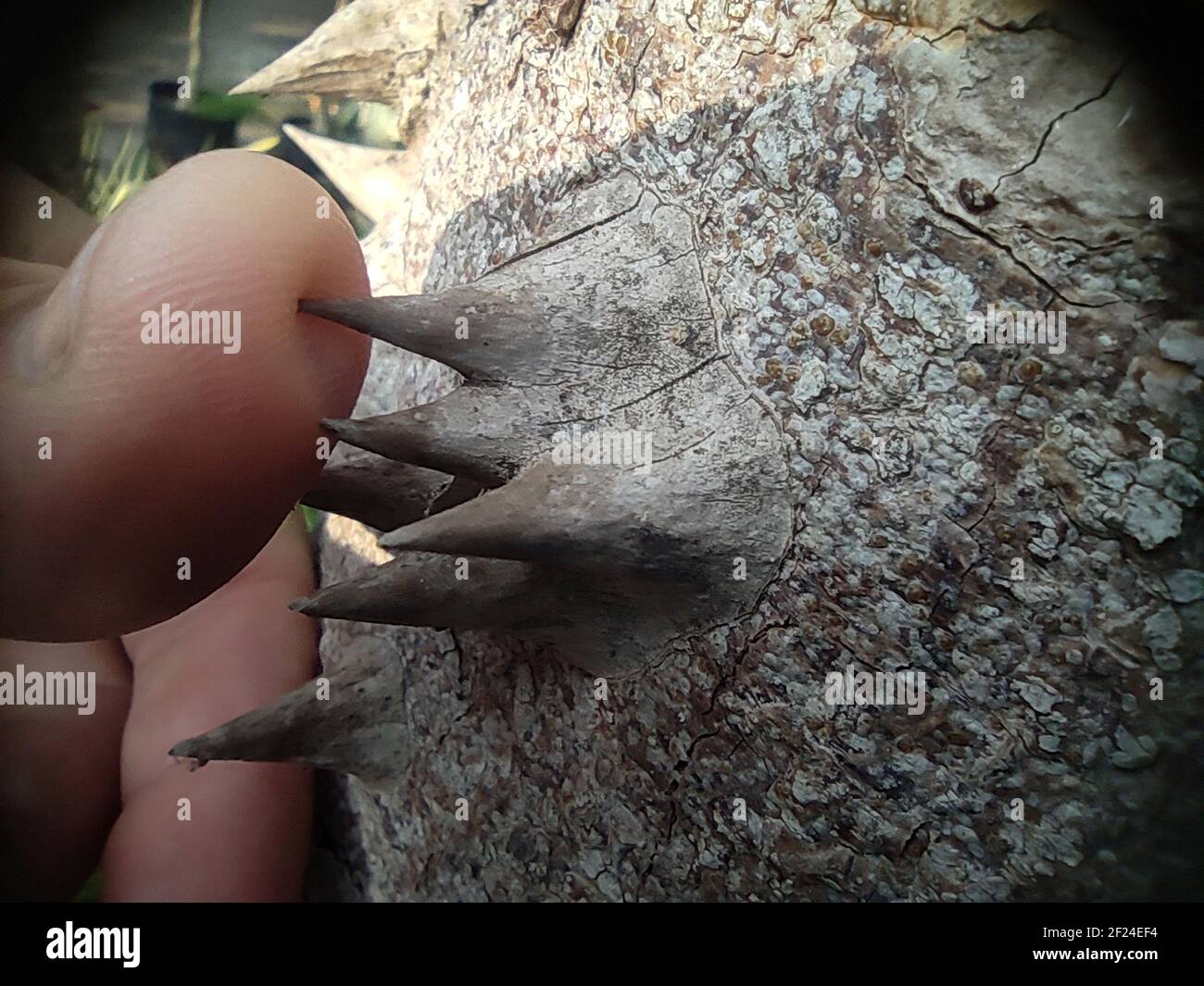 palm thorn spike close up detail with human hand Stock Photo - Alamy
