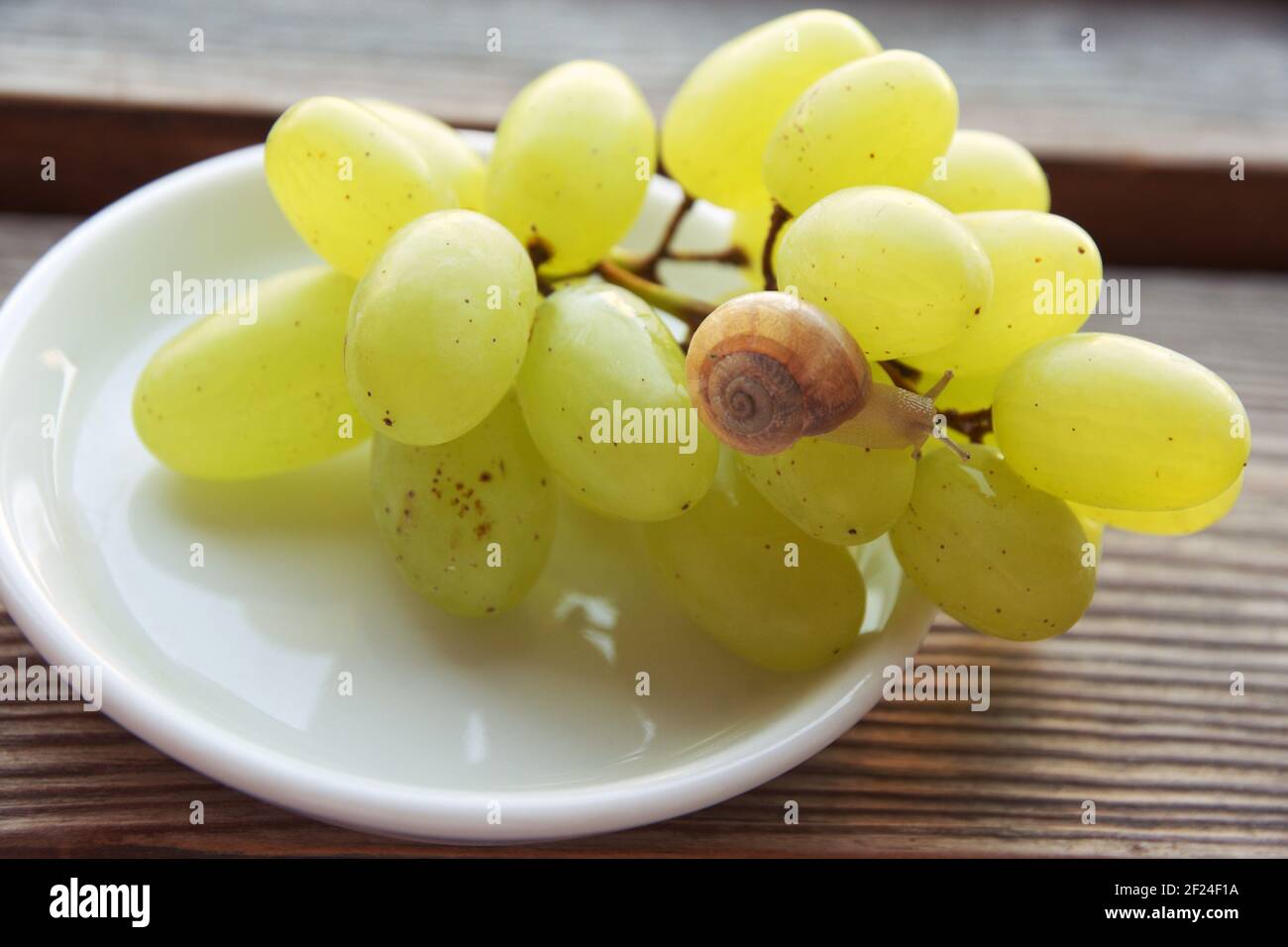 young snail with fragile shell studies grape bunch, that lies on small ...