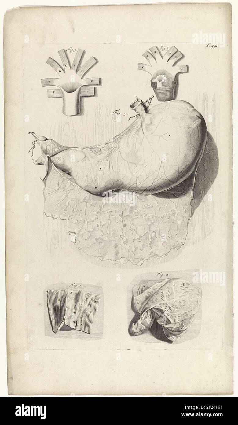 Anatomical study from the outside of the stomach. At the top right ...