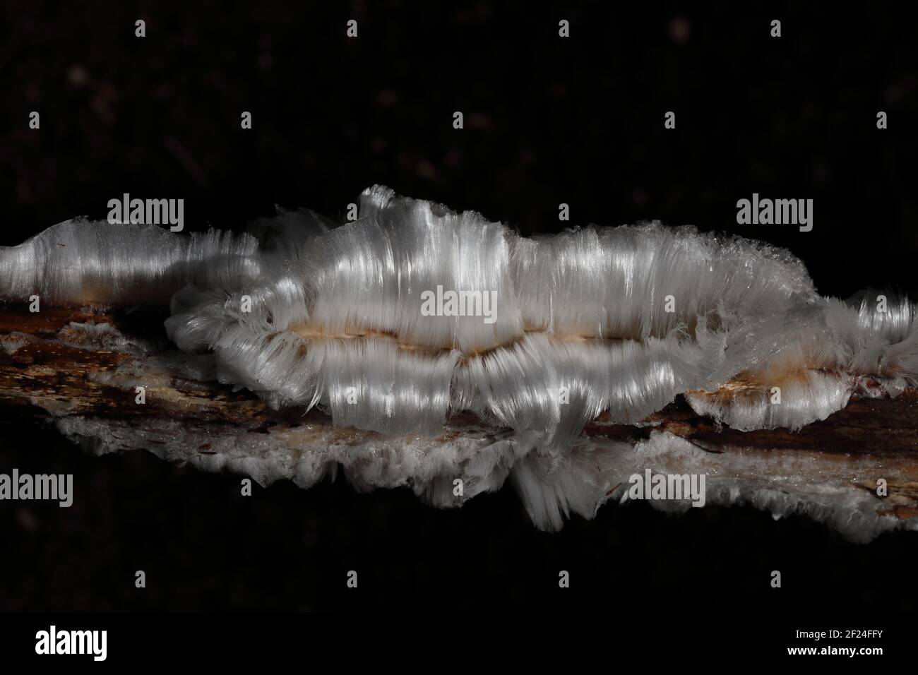 Ice hair hi-res stock photography and images - Alamy