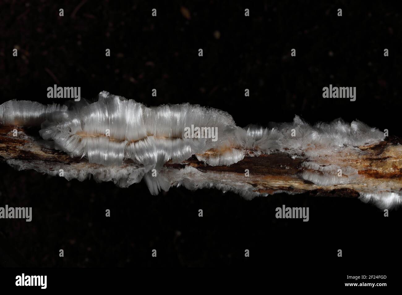 Hair ice on a small branch Stock Photo - Alamy