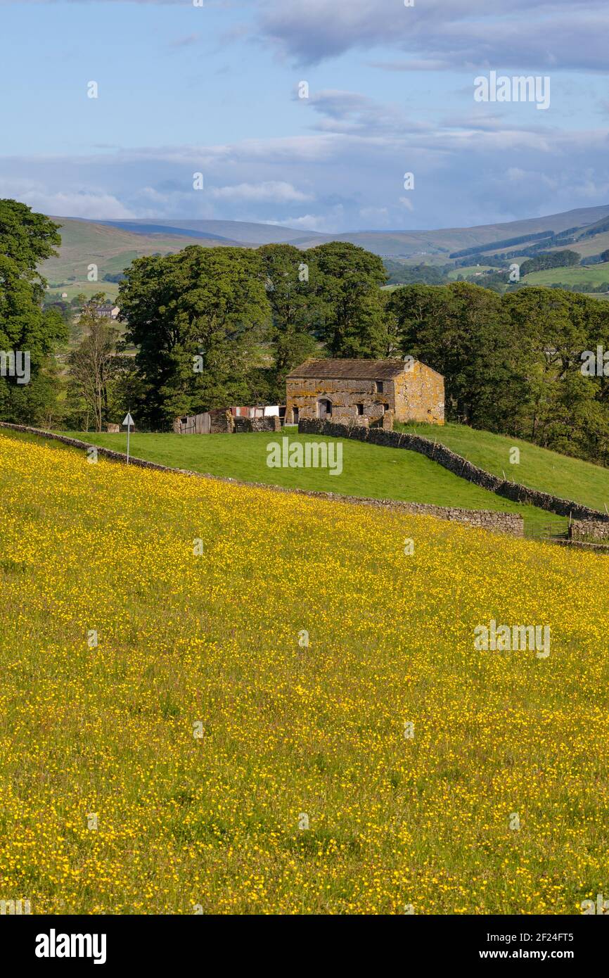 Summer view of a wild flower meadow and field barn in Wensleydale ...