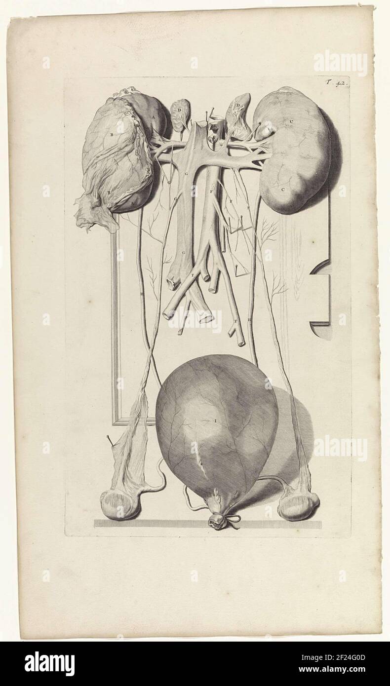 Anatomical study of the urine system, with kidneys, bladder and teel ...