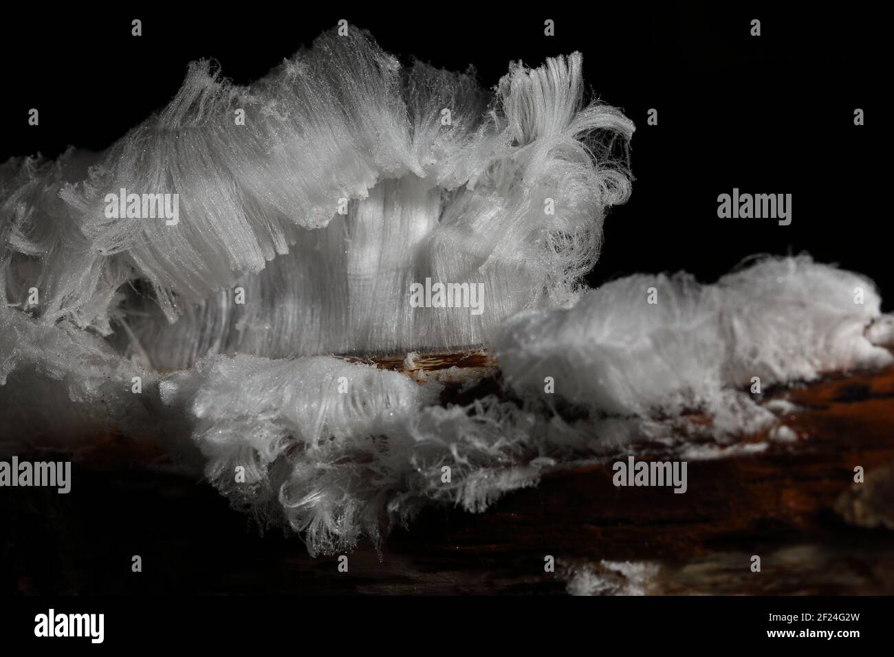 Hair ice on a small branch Stock Photo - Alamy