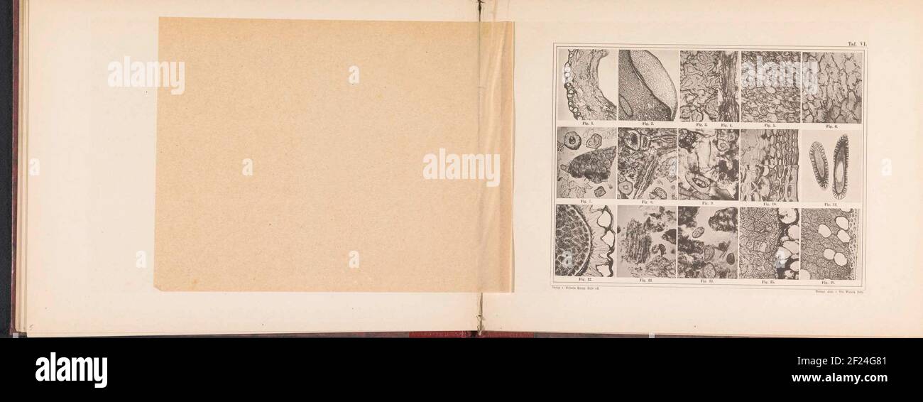 Leaf with sixteen microscopic recordings of the cell structure of ...