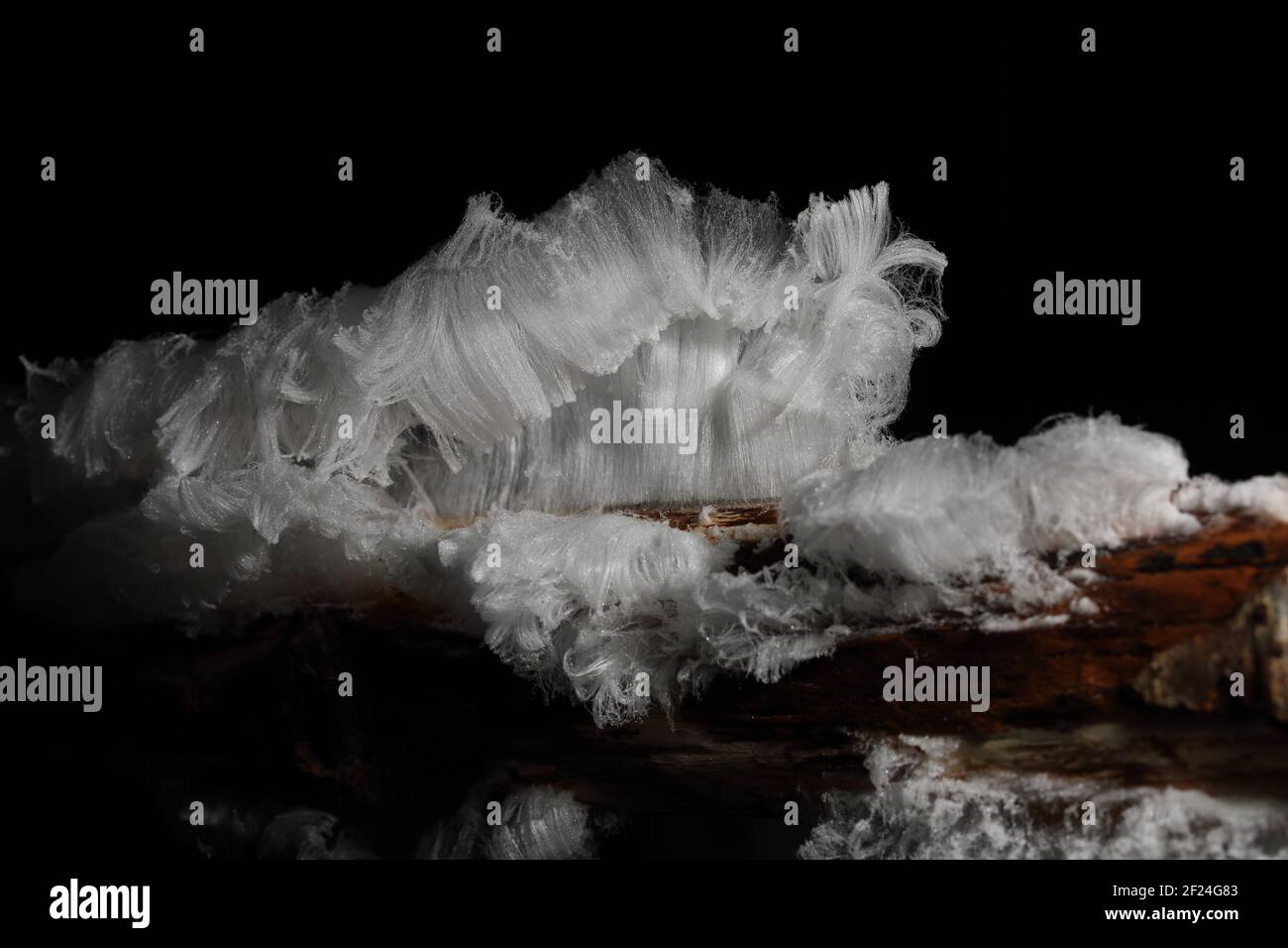 Hair ice fungus hi-res stock photography and images - Alamy
