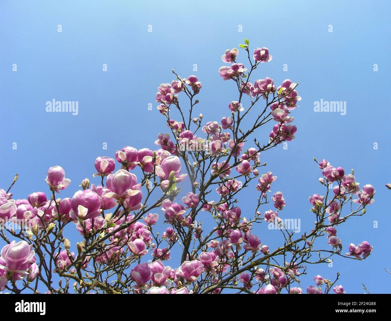 Beauty of kent apple hi-res stock photography and images - Alamy
