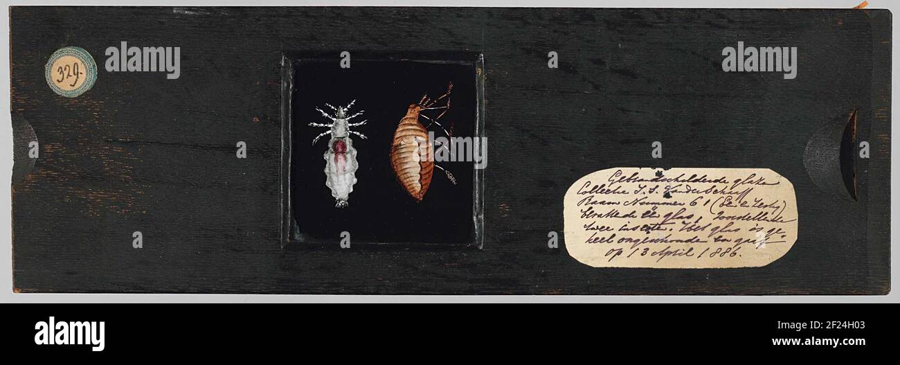 Luis en vlo.Square glass plate in wooden mount. A head lice (white with ...