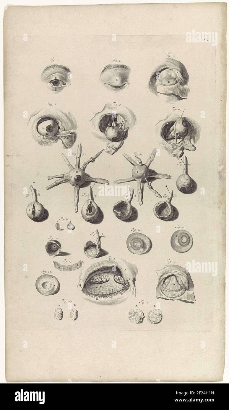 Anatomical study and Dissection of the eye and the eyecase. At the top ...