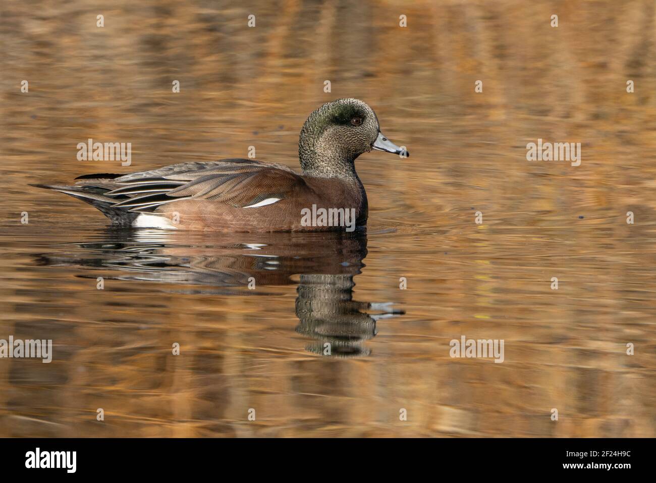 Male wigeon hi-res stock photography and images - Alamy