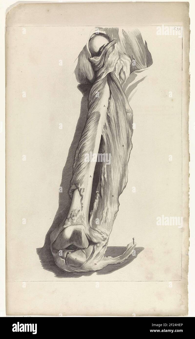 Anatomical study femur femur hi-res stock photography and images - Alamy