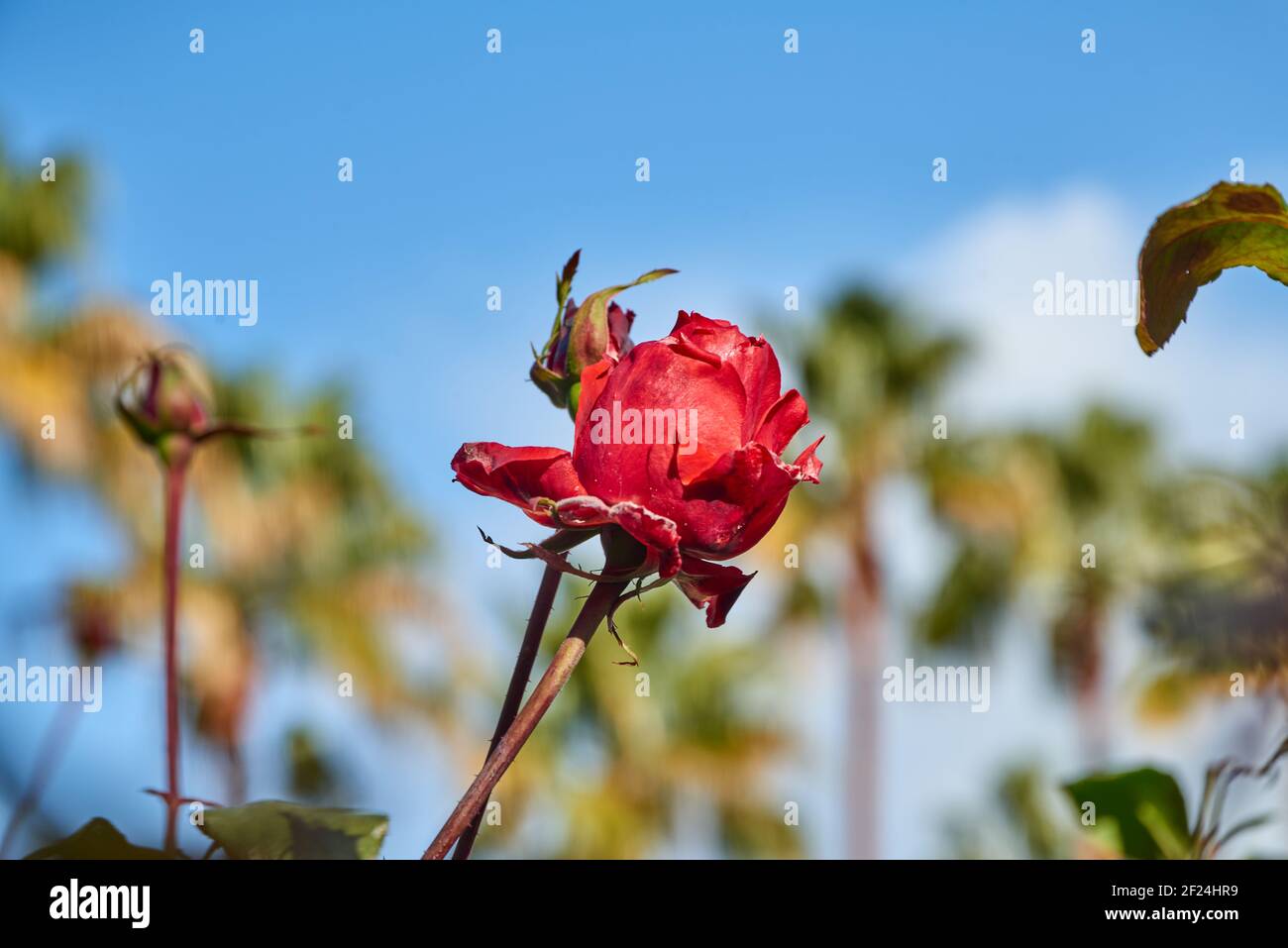 Garden red flower hi-res stock photography and images - Alamy
