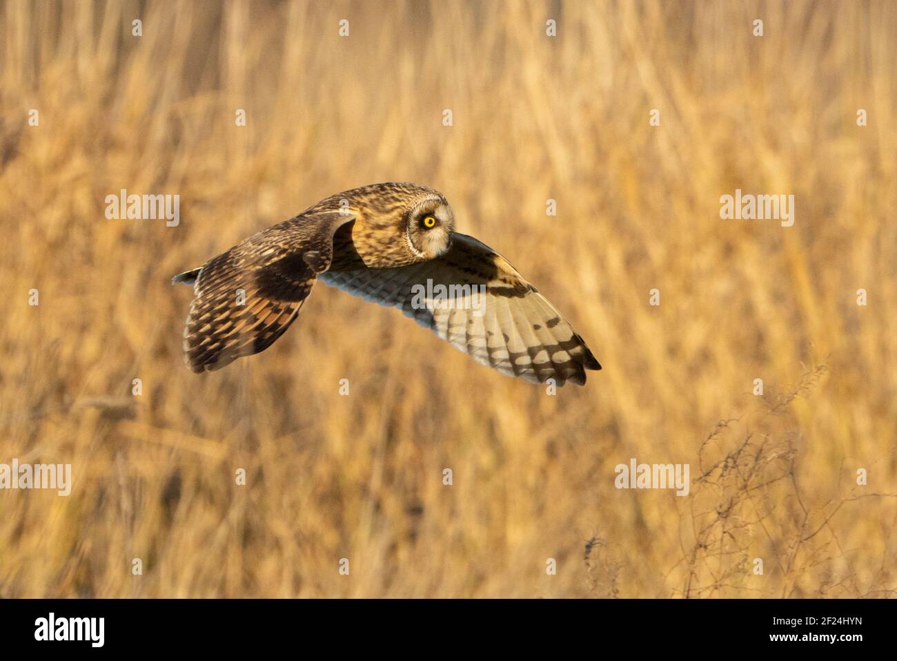 Short-eared owl in flight Stock Photo - Alamy