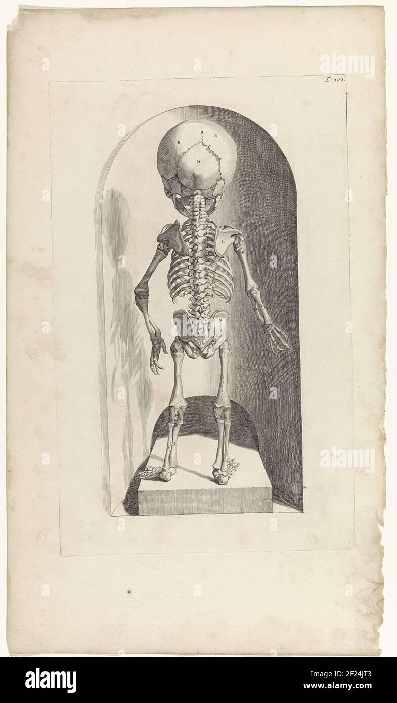 Fetal skeleton hi-res stock photography and images - Alamy
