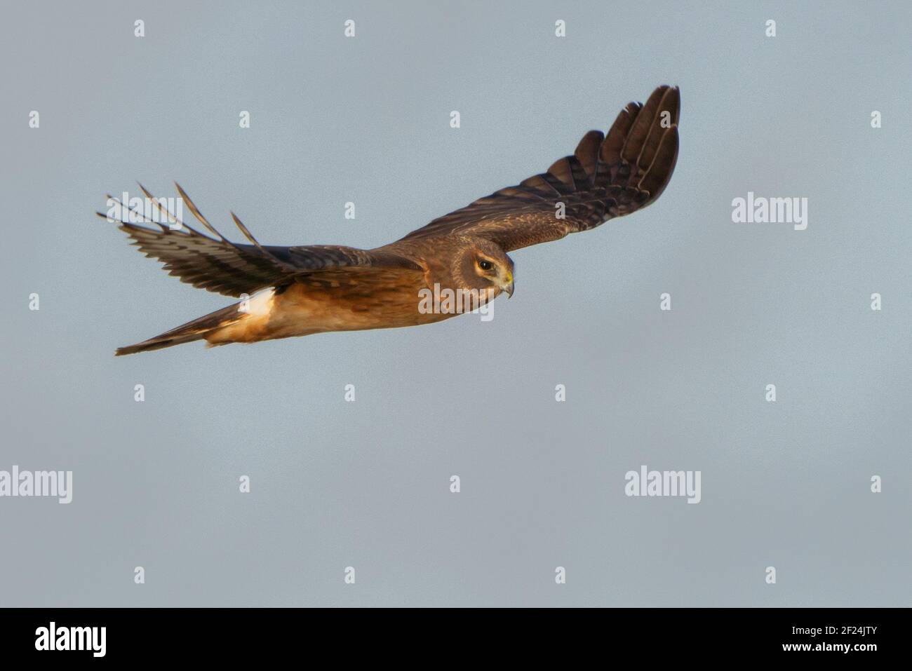 Northern Harrier flying Stock Photo - Alamy