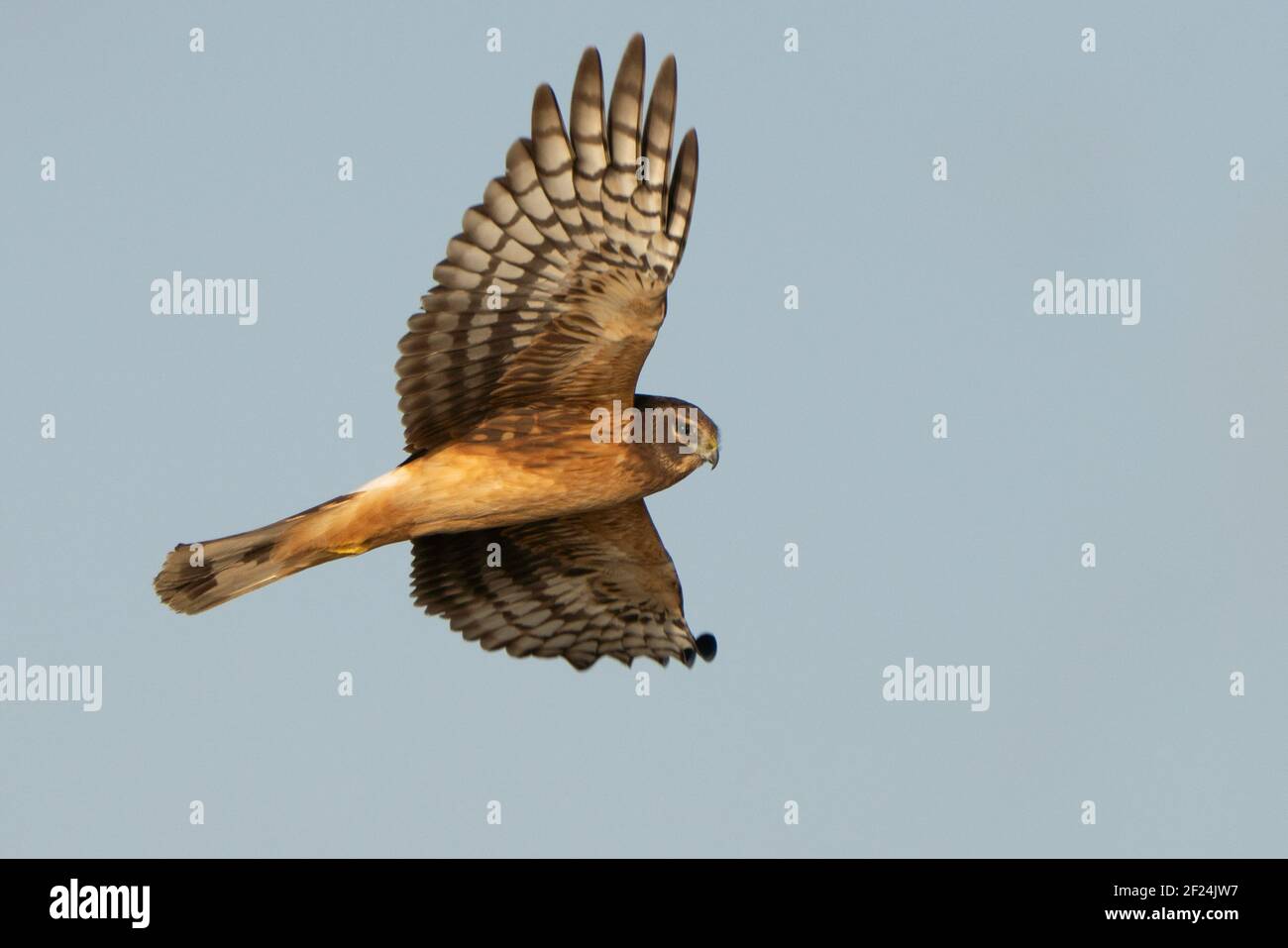Northern Harrier flying Stock Photo - Alamy