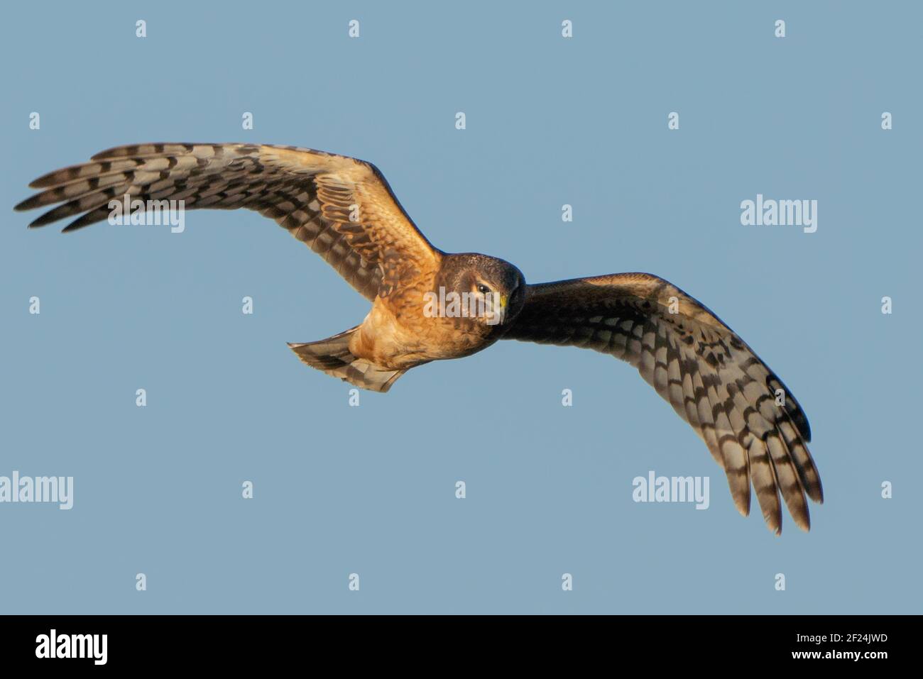 Northern Harrier flying Stock Photo - Alamy