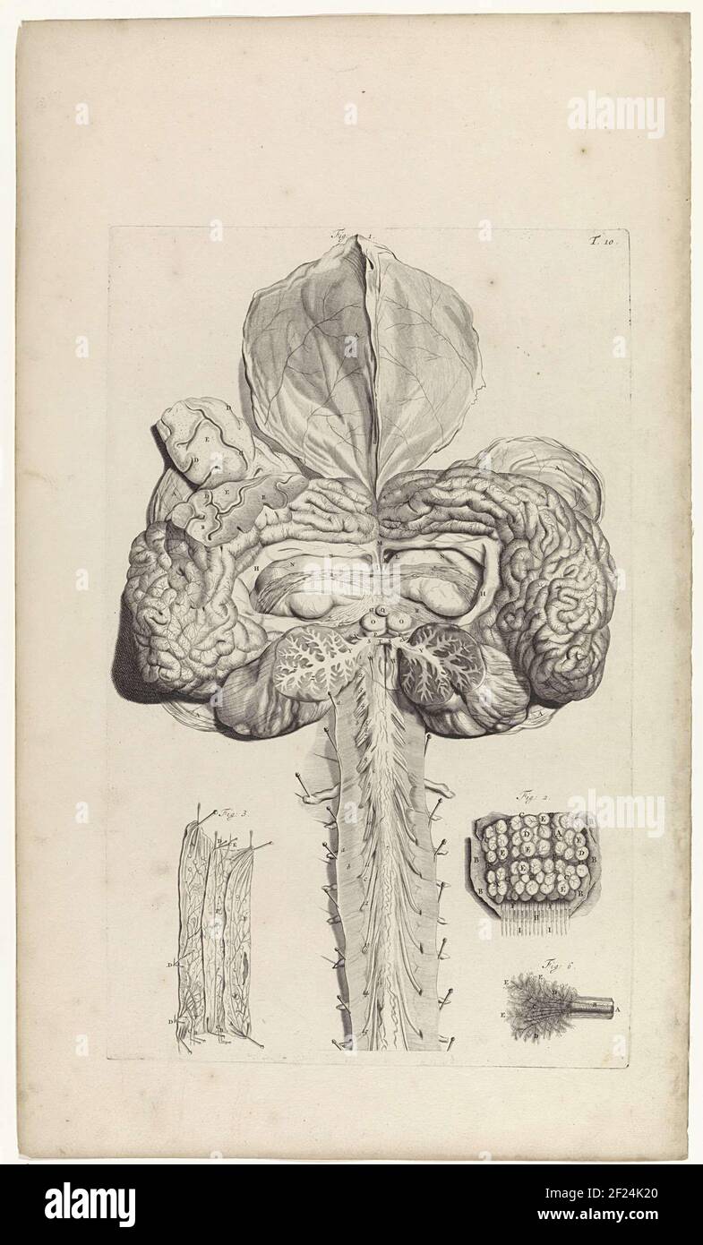 Anatomical disease of the brain and the start of the backbone. At the ...