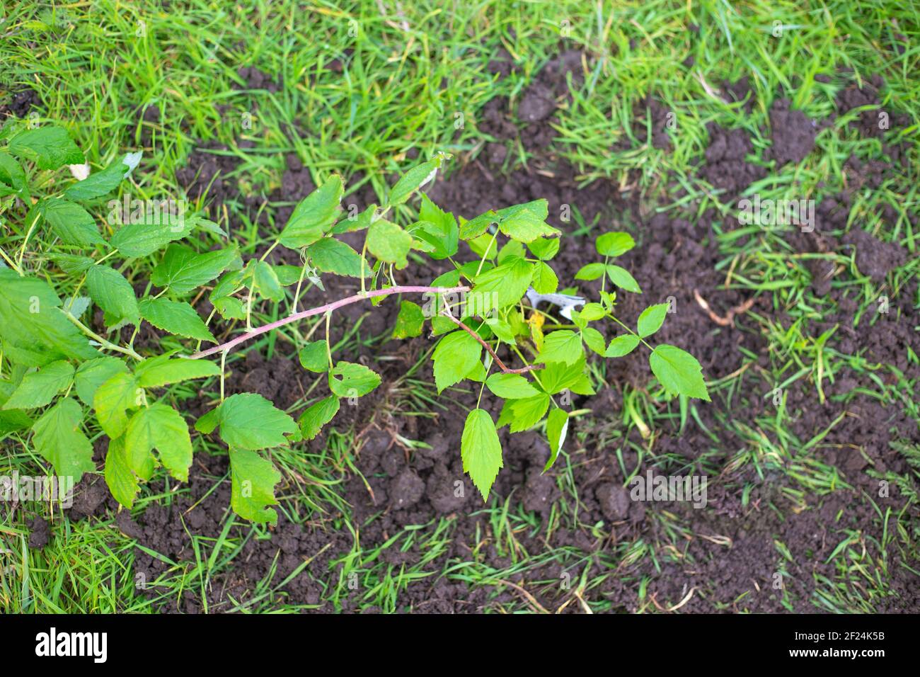 Raspberry seedling hi-res stock photography and images - Alamy
