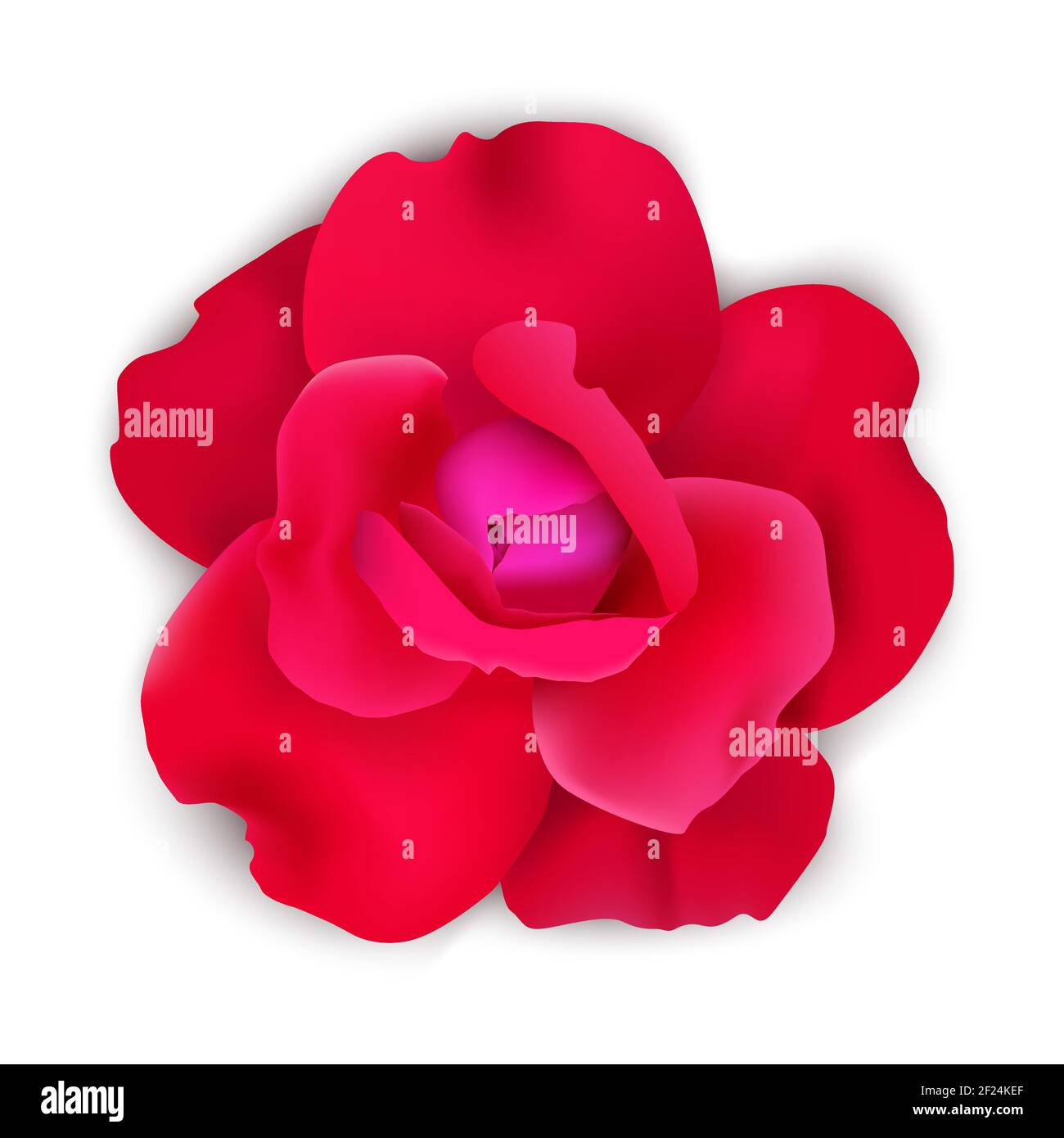 Realistic red rose flower bud isolated on white background. Top view ...