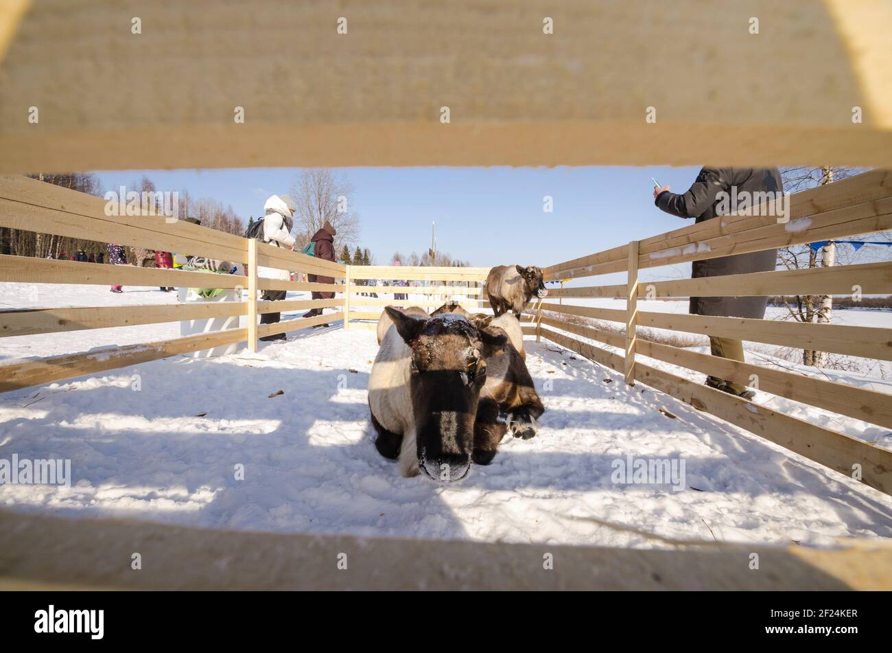 Deer in the corral. Reindeer Stock Photo - Alamy