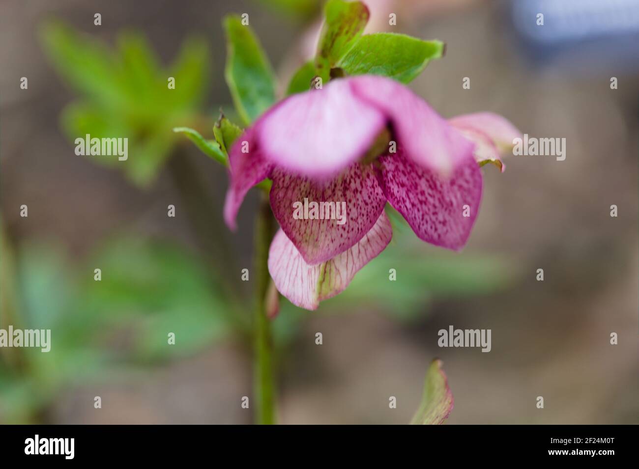 Helleborus freshness hi-res stock photography and images - Alamy
