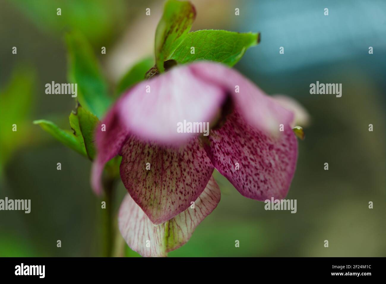 Macro helleborus x hybridus hi-res stock photography and images - Alamy