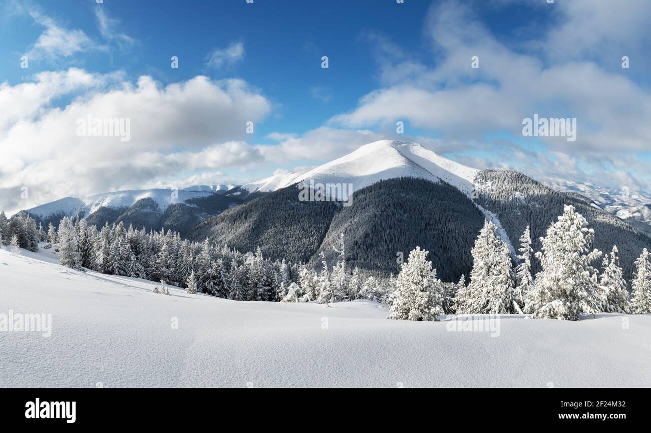 Fantastic winter landscape panorama with snowy trees and snowy peaks ...