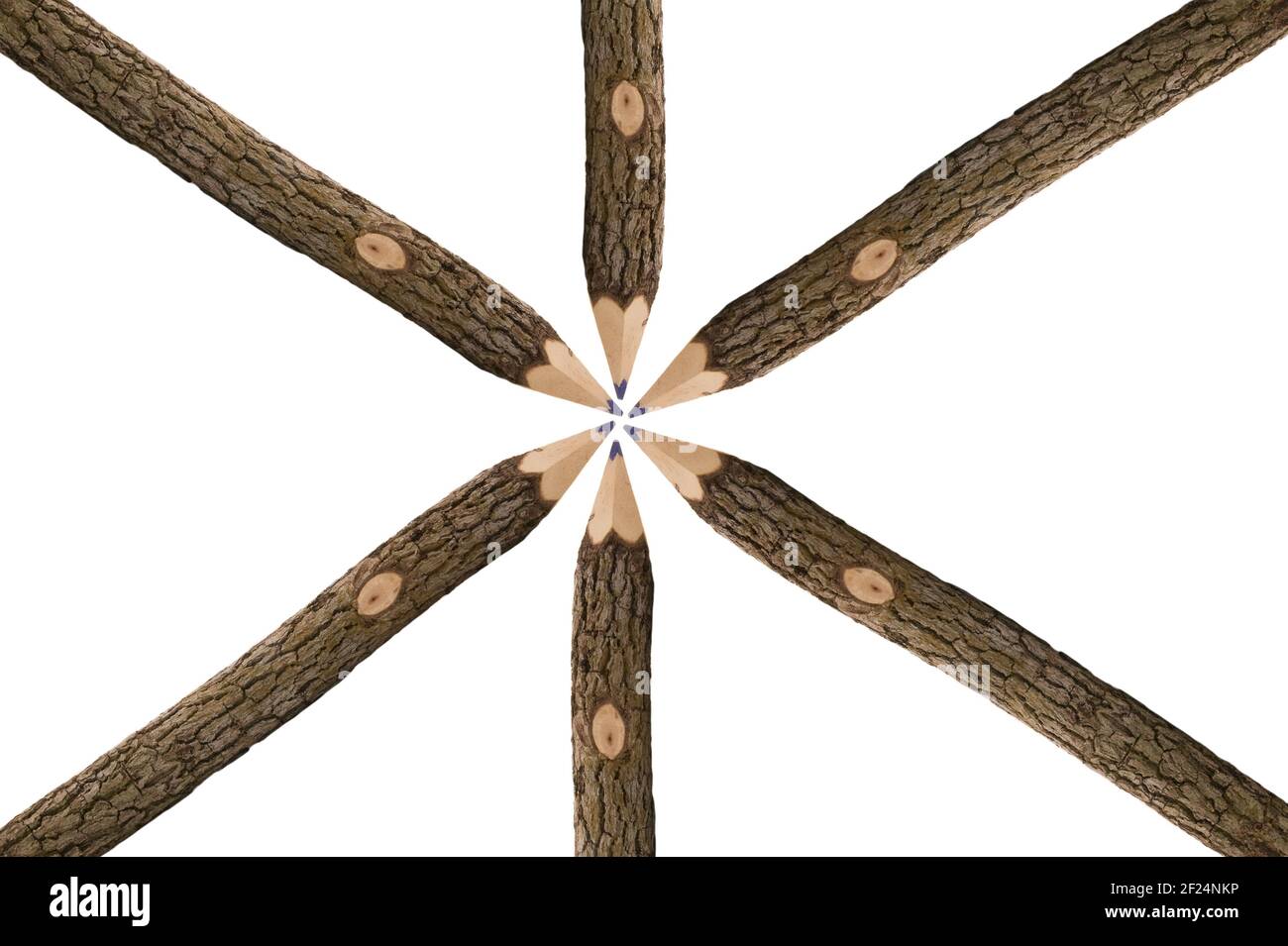 Pencils for drawing from a tree branch separately on a white background ...