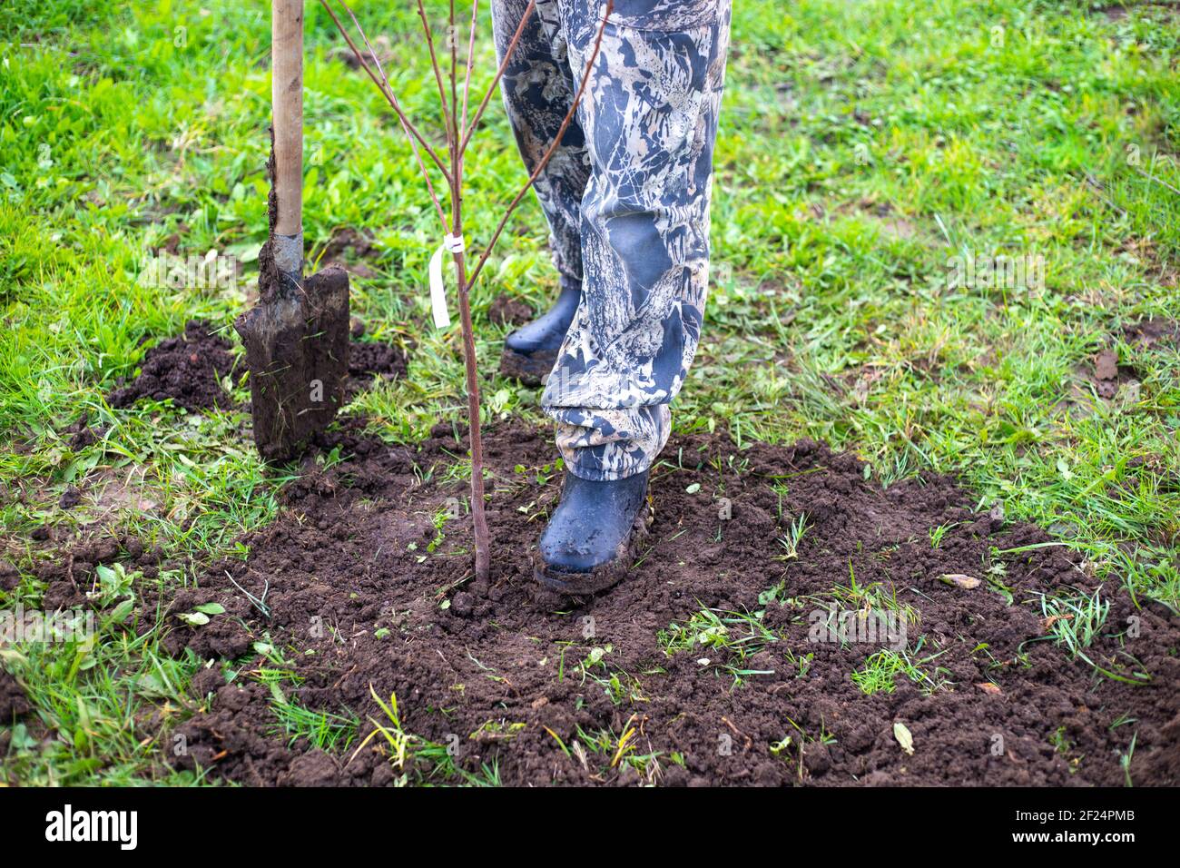 The gardener plants a young fruit tree sapling in the soil in the ...