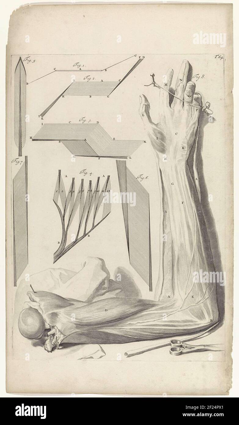 Anatomical study of the right arm. At the top right numbered T. 64 ...