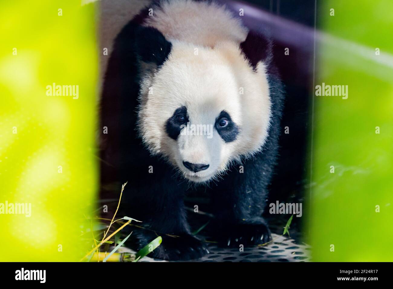 Berlin, Germany. 10th Mar, 2021. Panda twin Pit walks through his ...