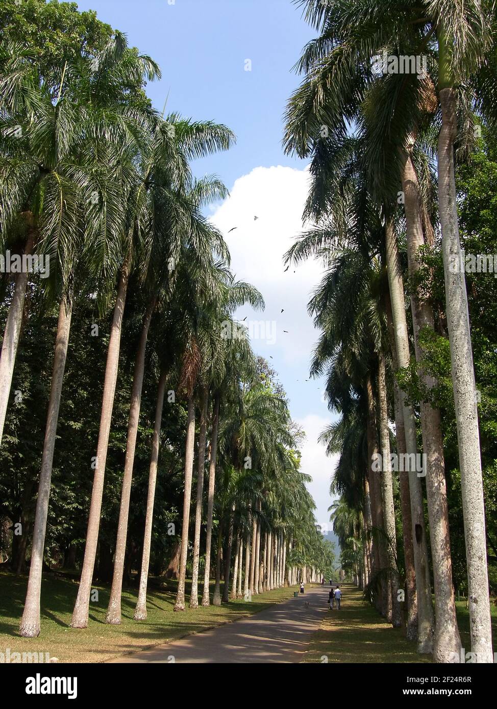 Island Sri Lanka (Ceylon), avenue with a number of high palm trees in ...